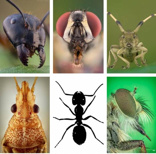‘Bichos: el mundo de los insectos’