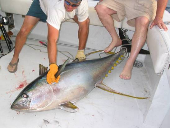 Cinco especies de atunes y de peces picudos están en peligro de extinción