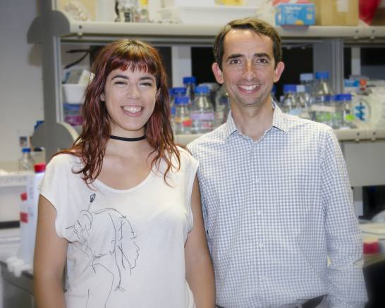 Cómo se forman los surcos que aumentan la superficie de la corteza cerebral