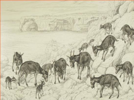 Explican la fisiología del 'Myotragus balearicus'