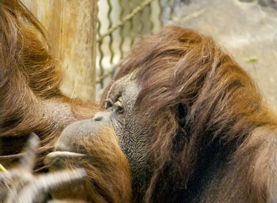 Nuevas piezas del puzle genético de los grandes simios