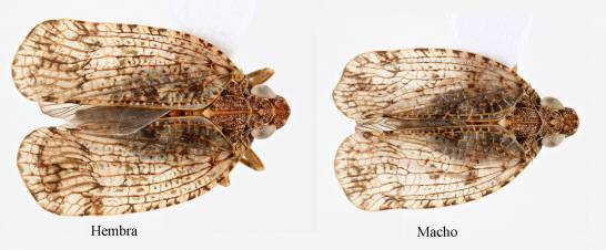 Descubren en La Gomera una especie endémica de 'chicharrita'