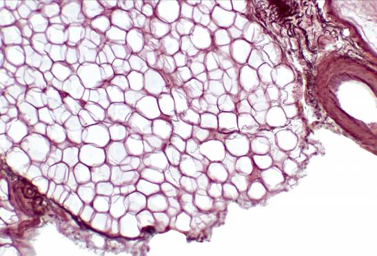 Primer atlas hormonal celular revela nuevas conexiones