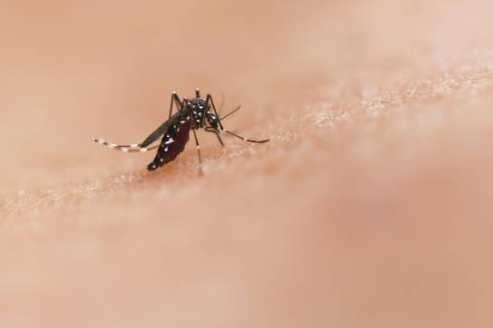 Alta seguridad de la vacuna frente al dengue en personas viajeras