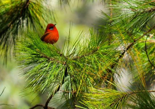 Las montañas de América central albergan especies de aves aún por descubrir