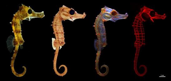 Los colores del caballito de mar, ganadores del concurso FOTCIENCIA