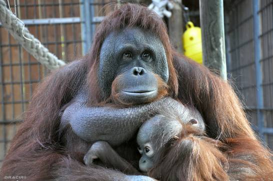 Los monos saben cuándo te equivocas