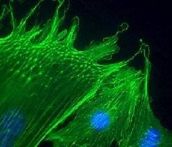 Se descubre la diferencia funcional de dos integrinas en el enlace de ...