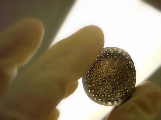 Sintetizan nanopartículas de oro de forma ecológica