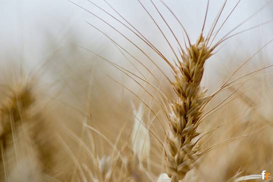 Un nuevo tipo de trigo sin gluten y sin efectos adversos para la salud