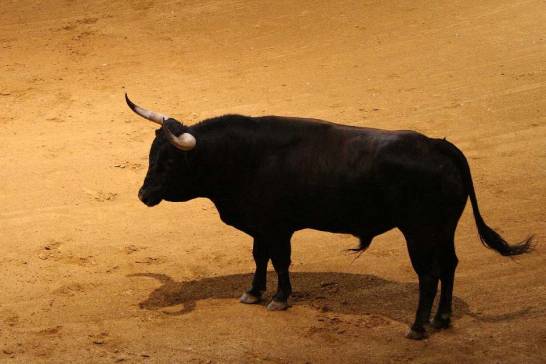Toros De Lidia En Mexico