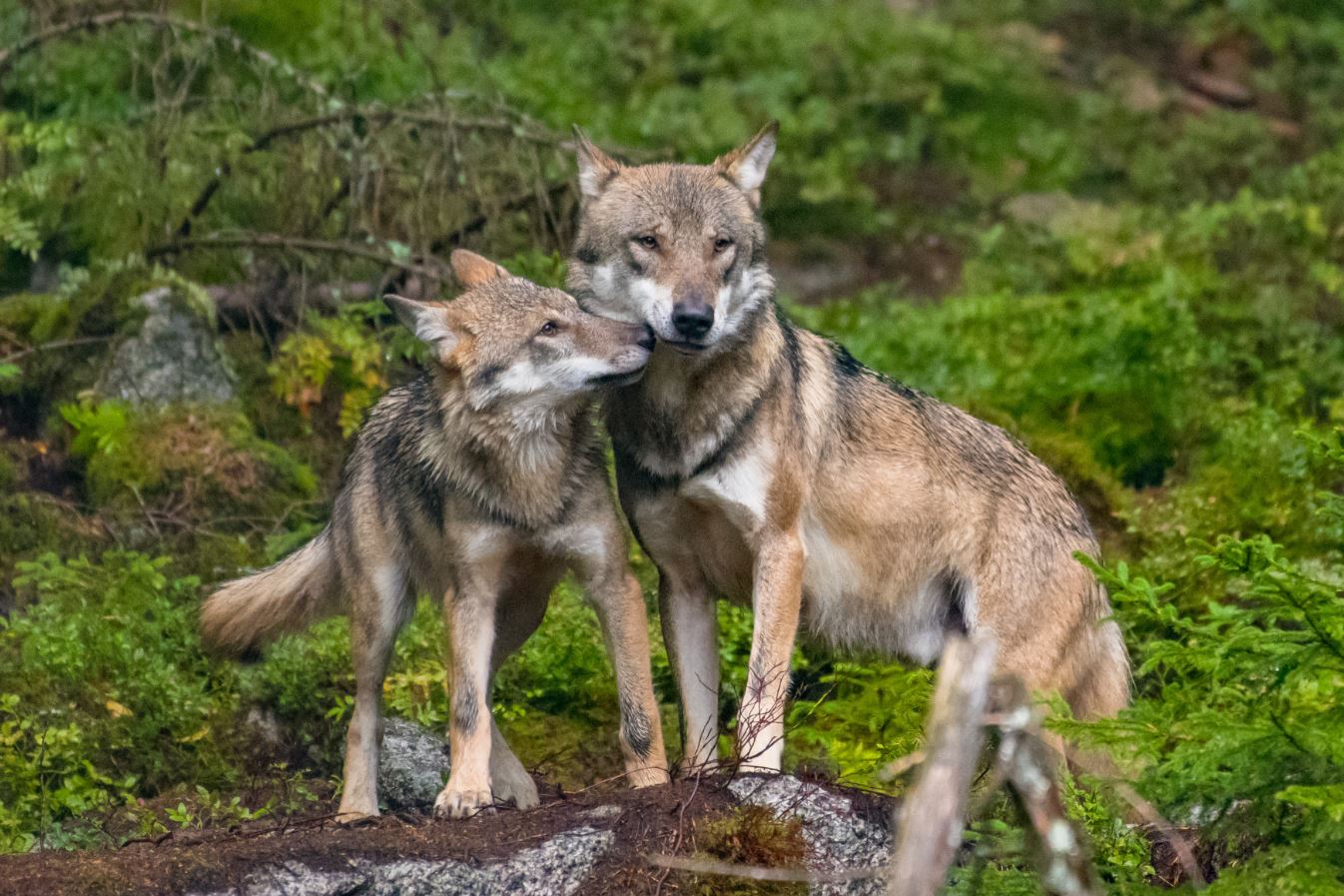Lobos Acasalando Com Humanos
