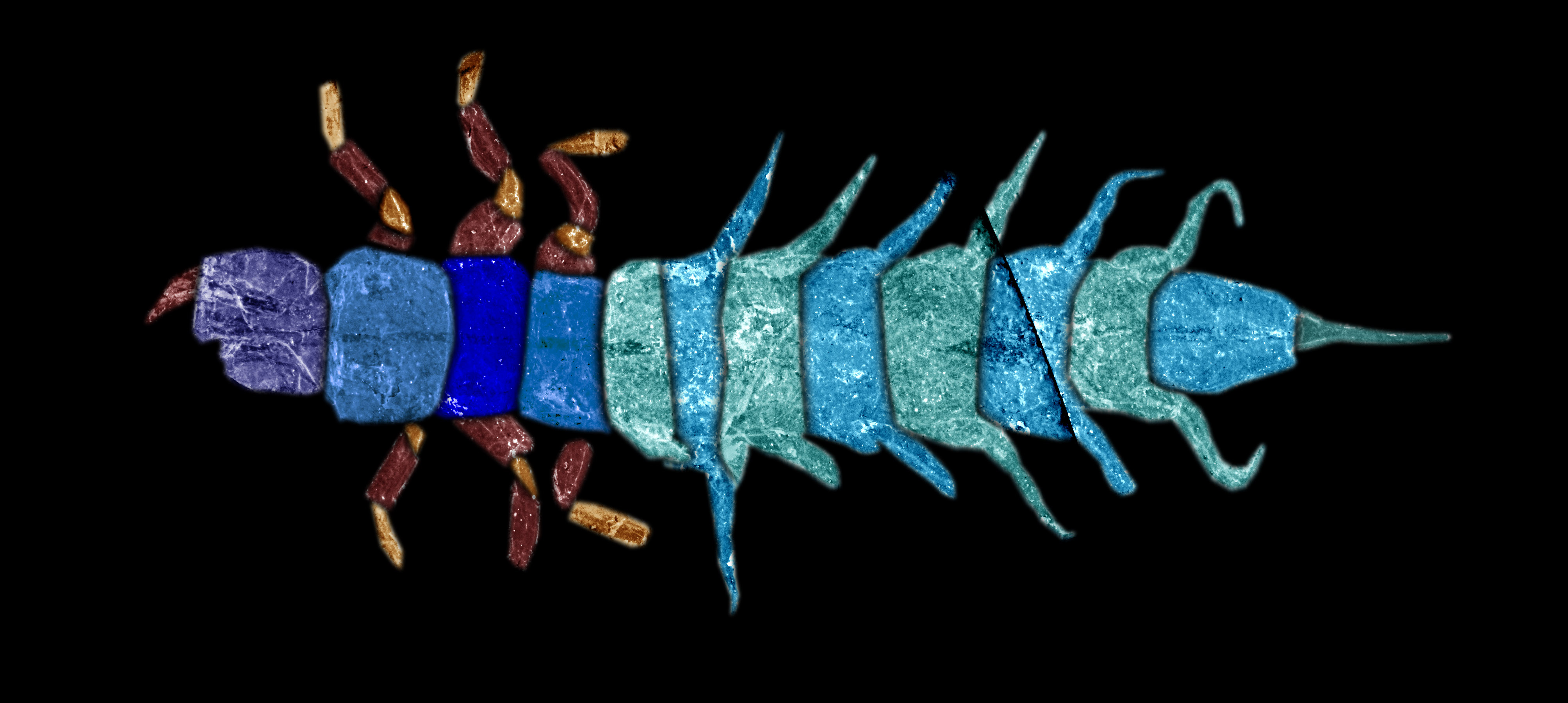 Insectos A New Firefly Species Is Named After Guillermo Del Toro | Al