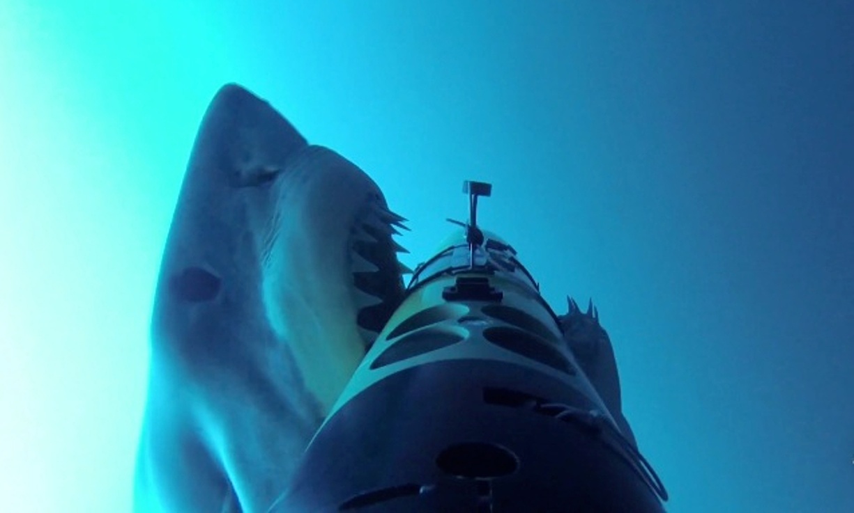Grandes Tiburones Blancos Saltando Fuera Del Agua 🔥 Los Grandes