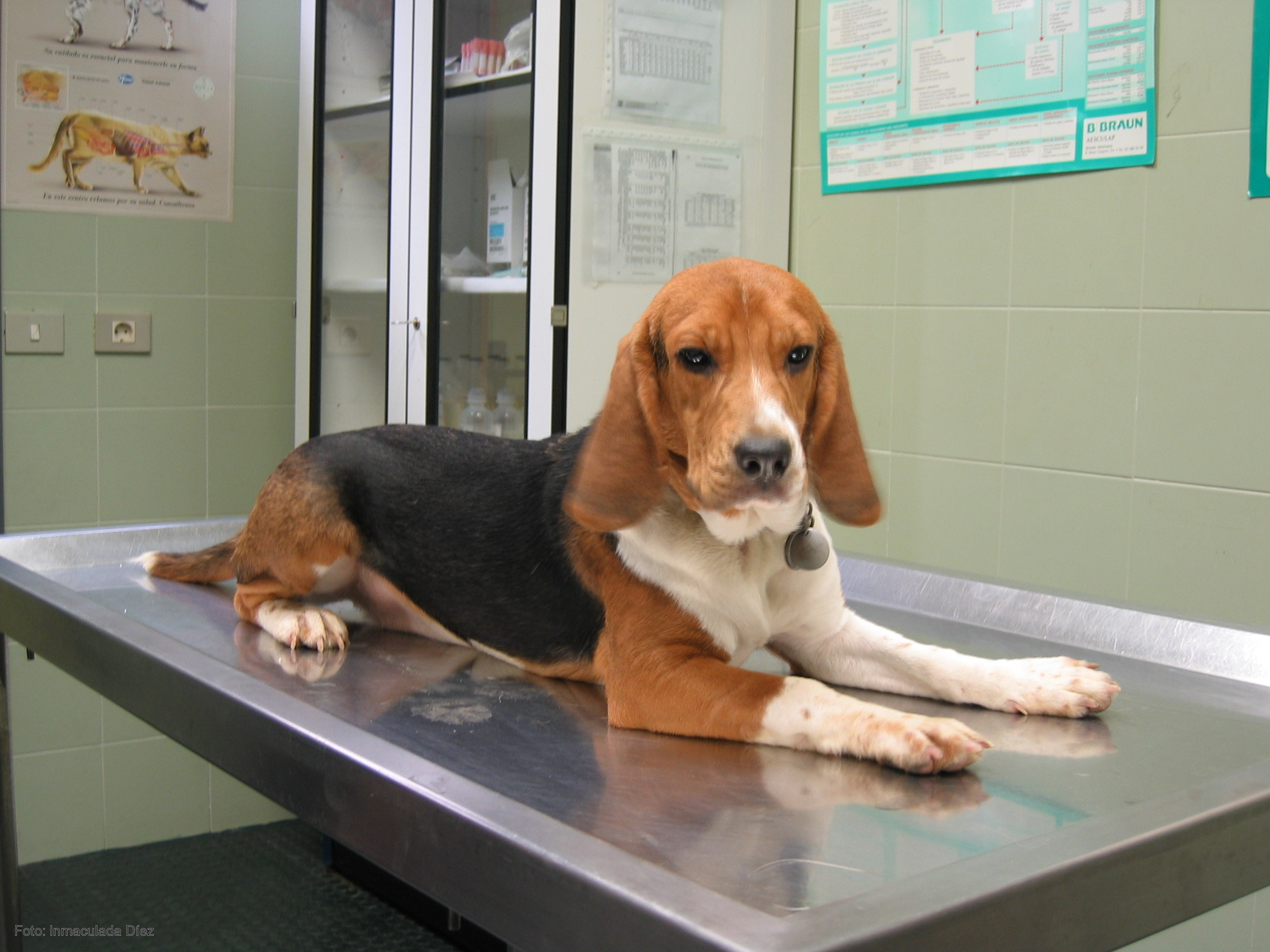 Razas De Perros Beagle
