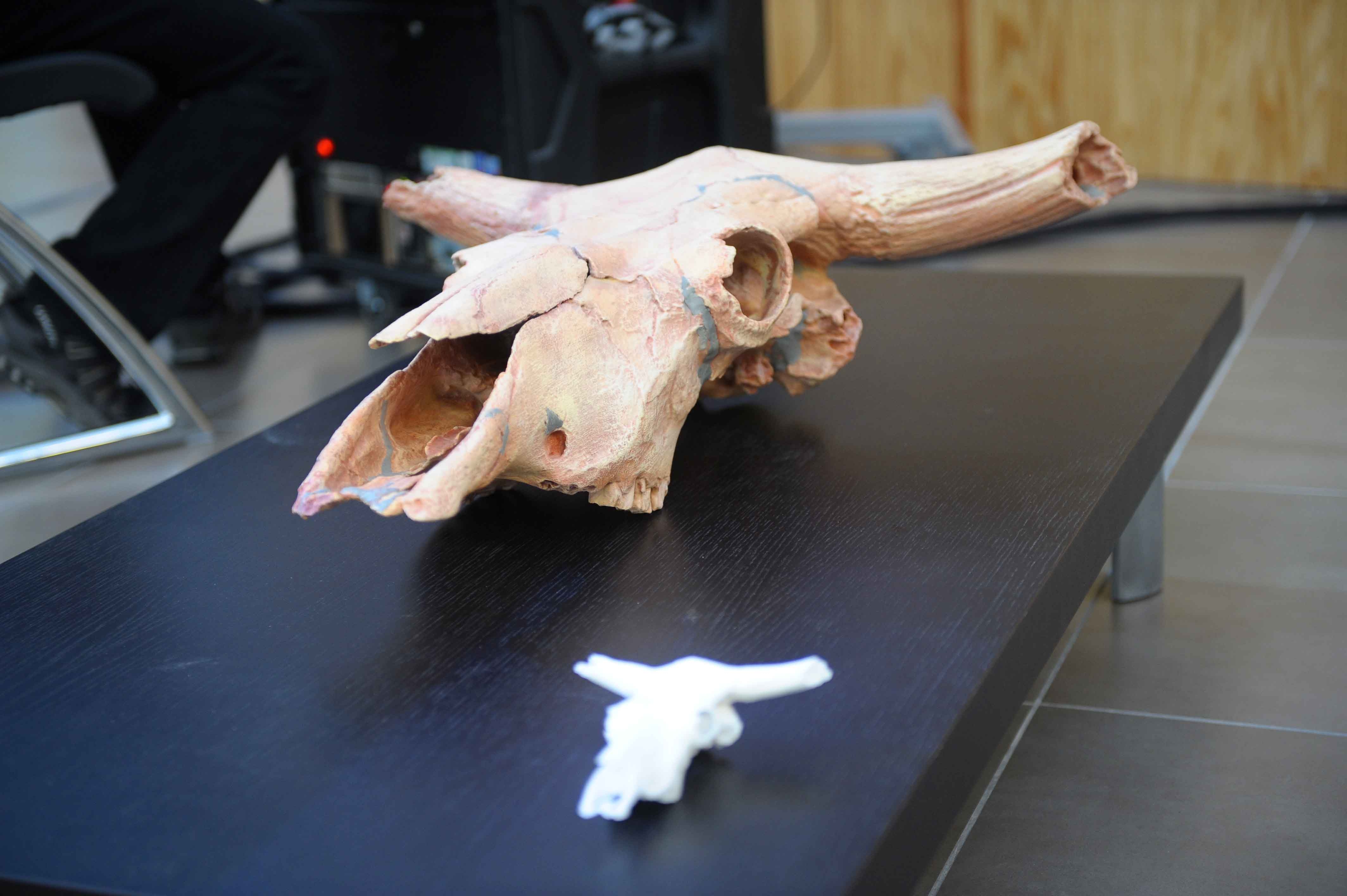 Esqueleto De Uro Prehistoria: Esqueleto De Las Patas Del Moa Dinornis,