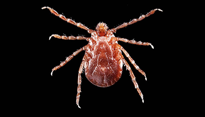 Garrapatas Bajo El Microscopio Piernas Móviles Y Garrapatas Vivas Se